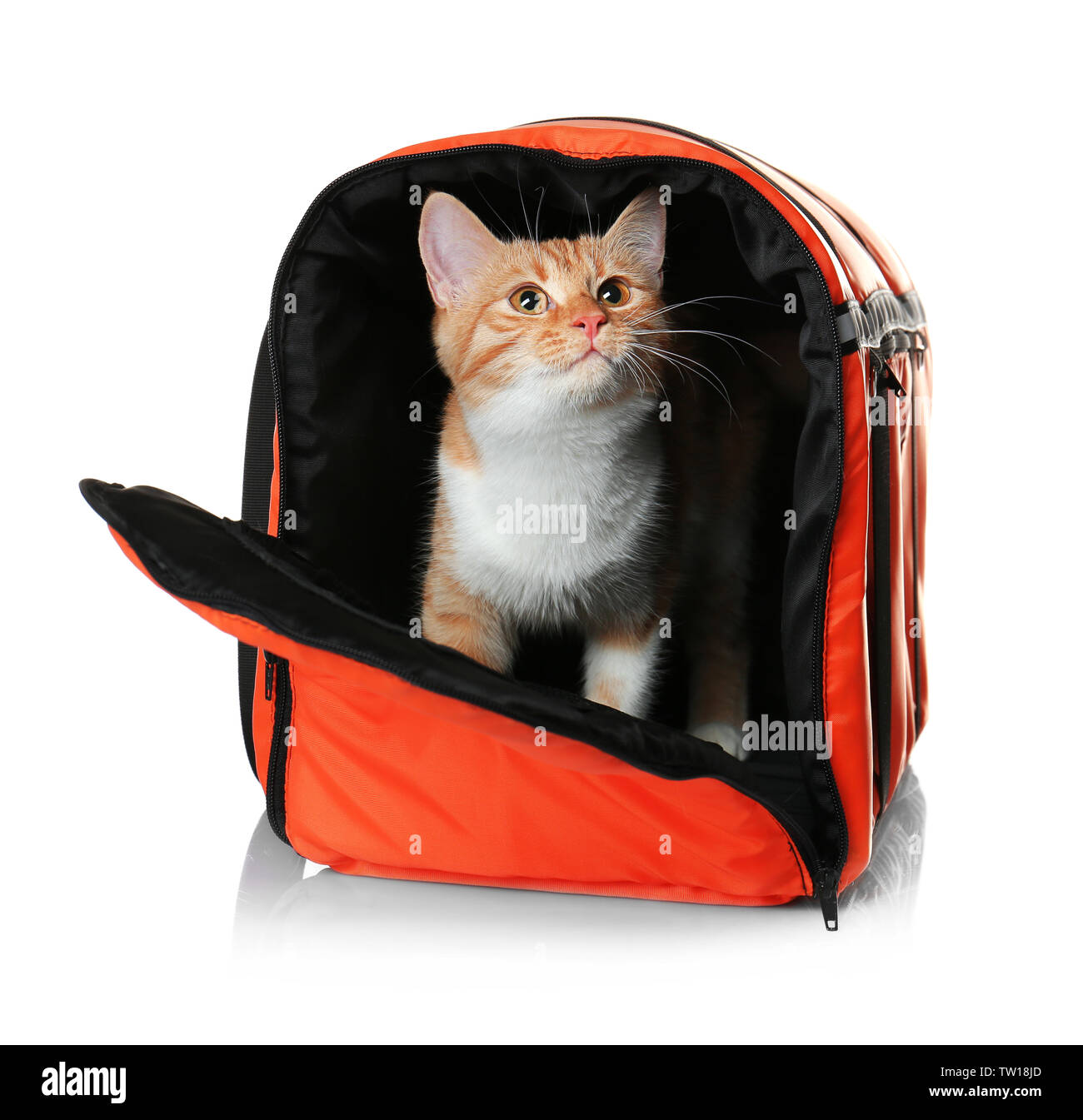 Foxy cat inside carrier box on white background Stock Photo - Alamy