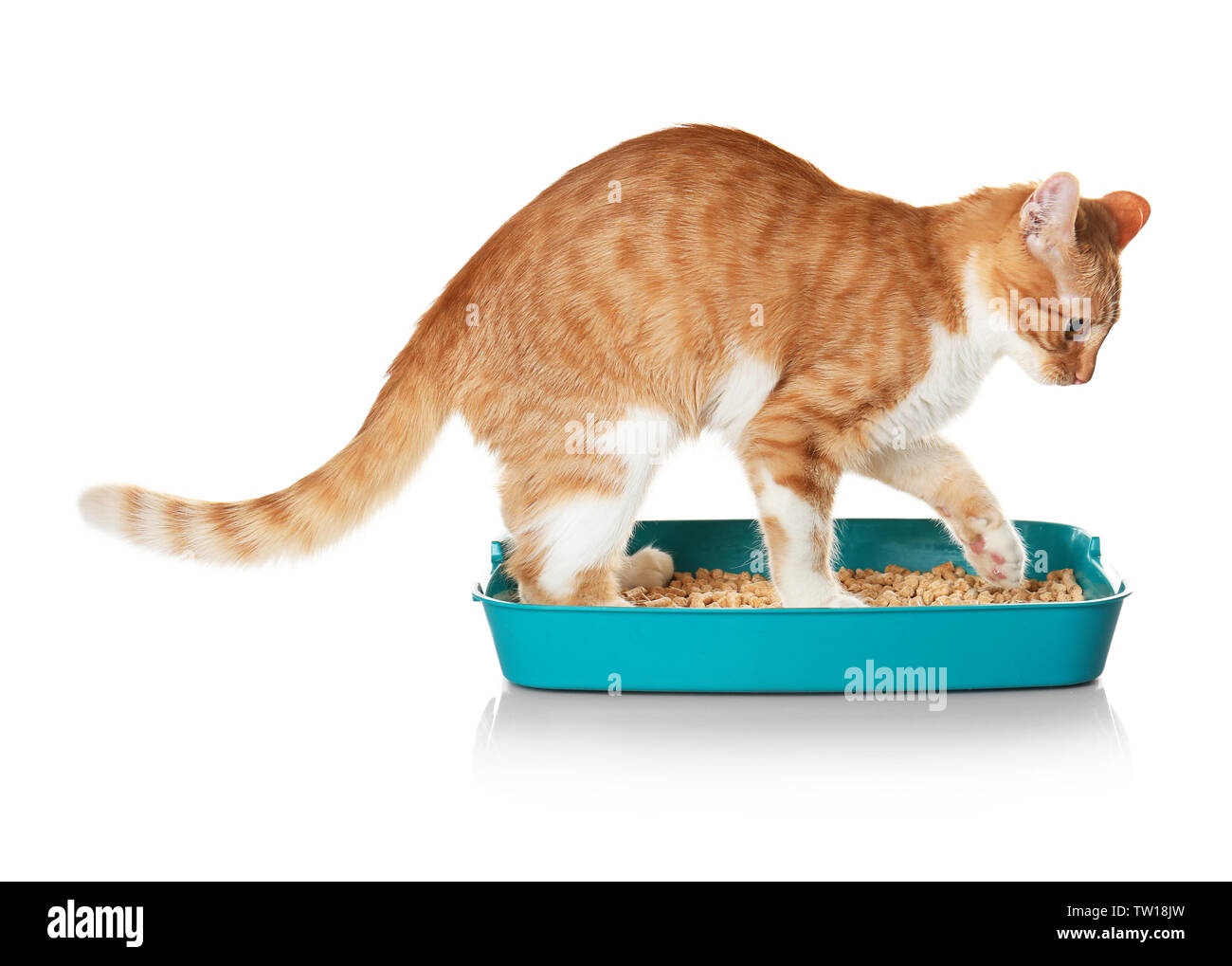 Foxy cat in plastic litter on white background Stock Photo - Alamy