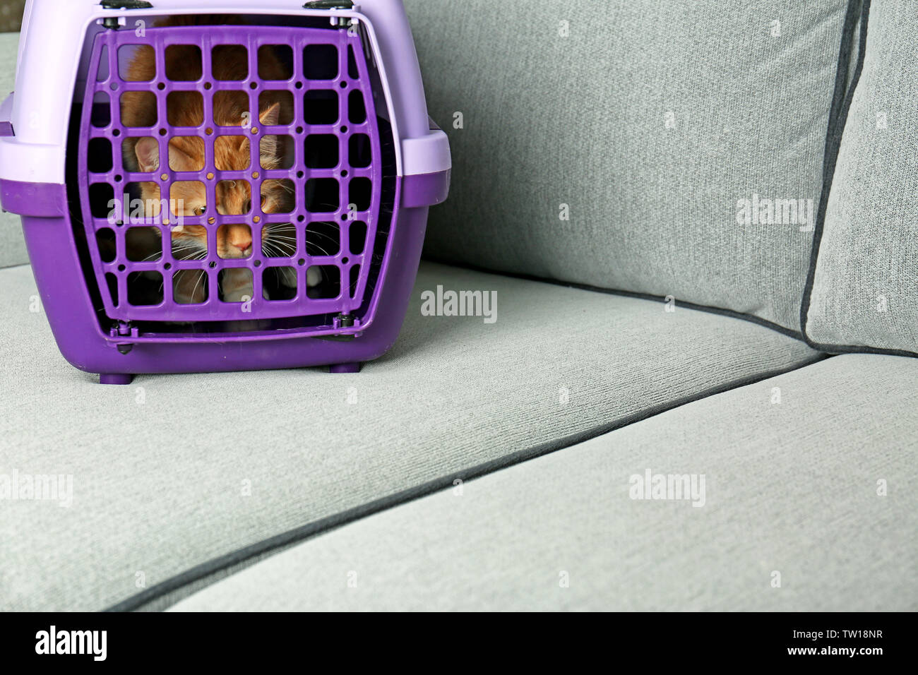 Foxy cat inside plastic carrier box on sofa Stock Photo - Alamy
