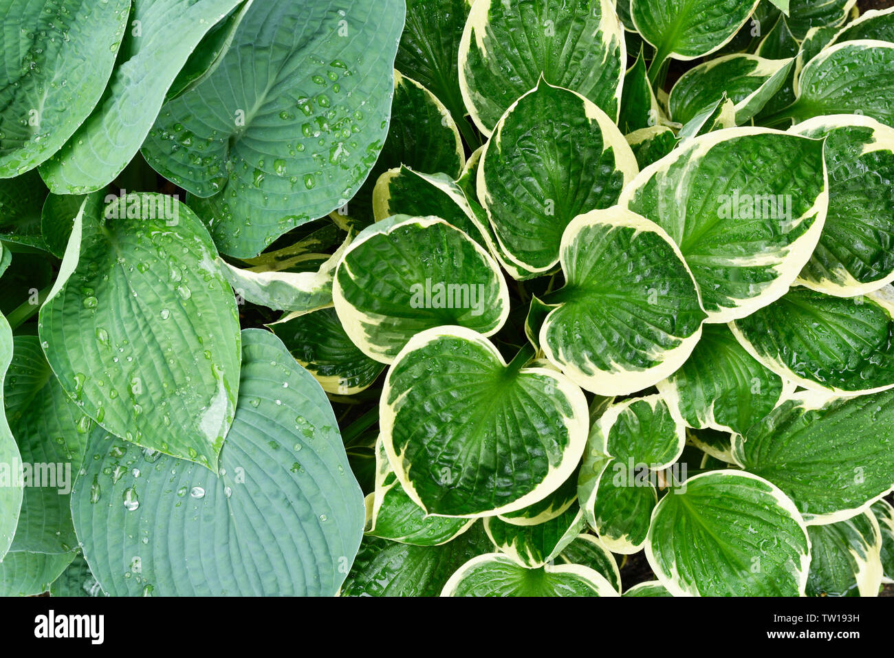 Hosta color variety hi-res stock photography and images - Alamy