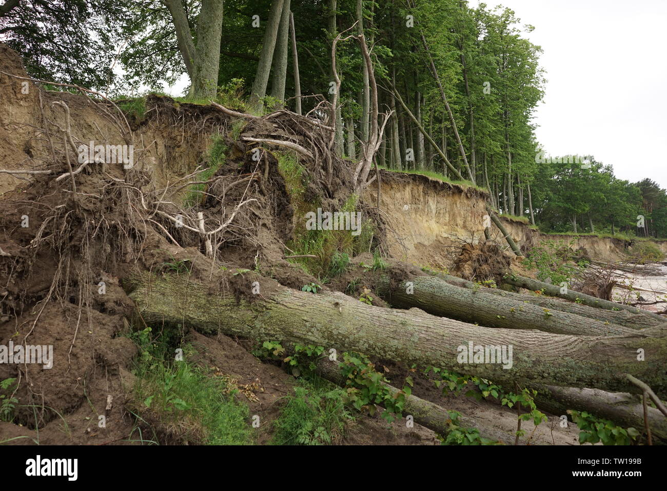 Slide Soil Erosion, Row of Trees Exposed to Seaside Cliff Face Erosion ...
