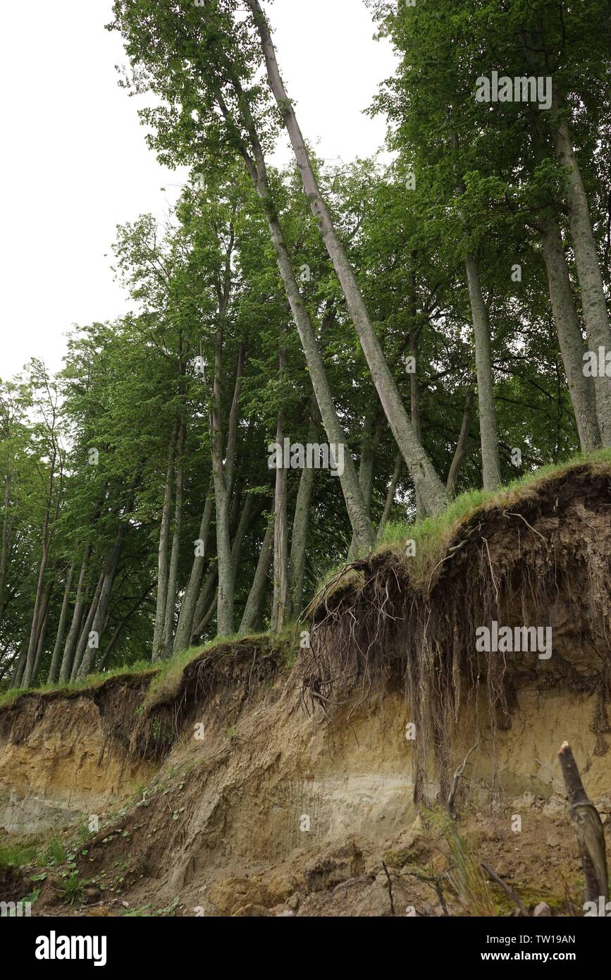 Slide Soil Erosion, Row of Trees Exposed to Seaside Cliff Face Erosion ...