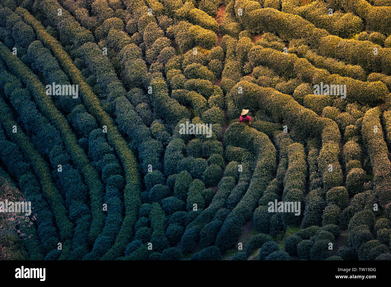Longjing farmland in Longjing village, good place to pick Longjing ...