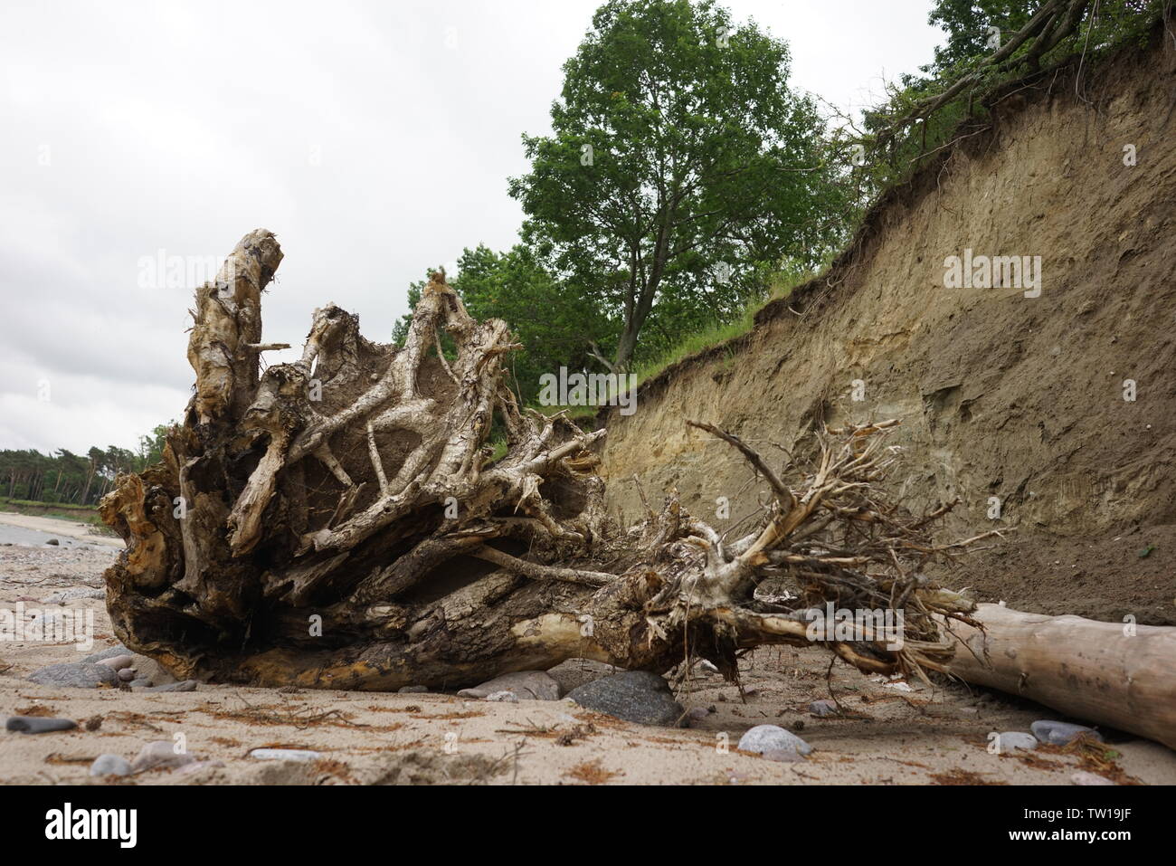 Slide Soil Erosion, Row of Trees Exposed to Seaside Cliff Face Erosion ...