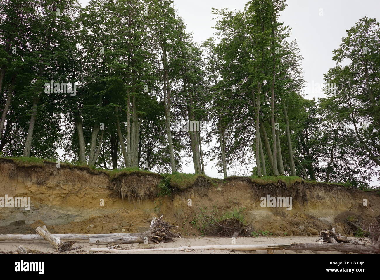 Slide Soil Erosion, Row of Trees Exposed to Seaside Cliff Face Erosion ...