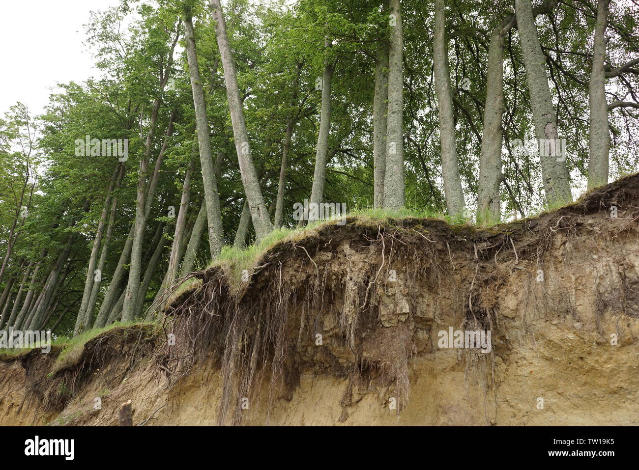 Slide Soil Erosion, Row of Trees Exposed to Seaside Cliff Face Erosion ...