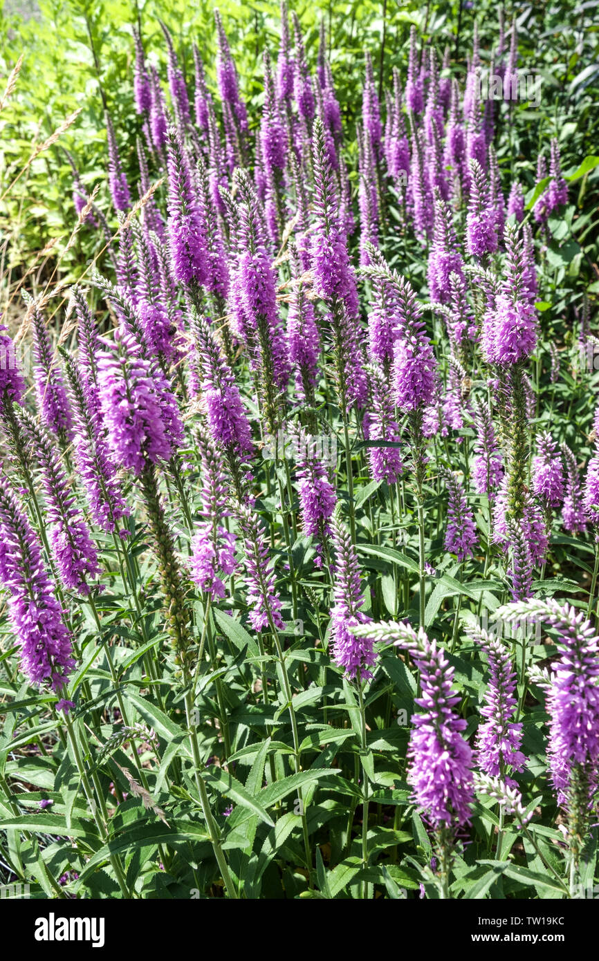 Spike Speedwell Veronica spicata Stock Photo - Alamy