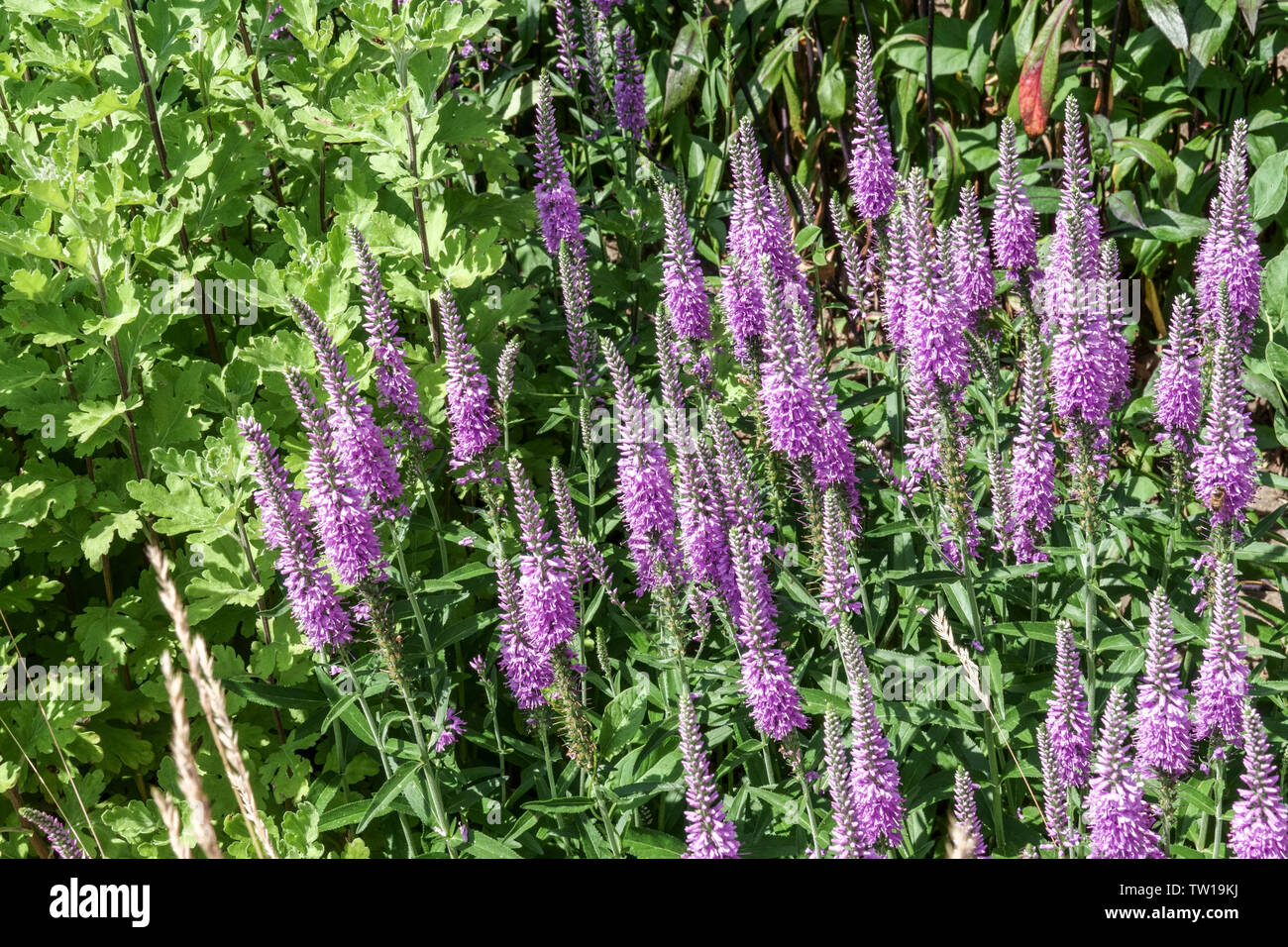 Spike Speedwell Veronica spicata Stock Photo - Alamy