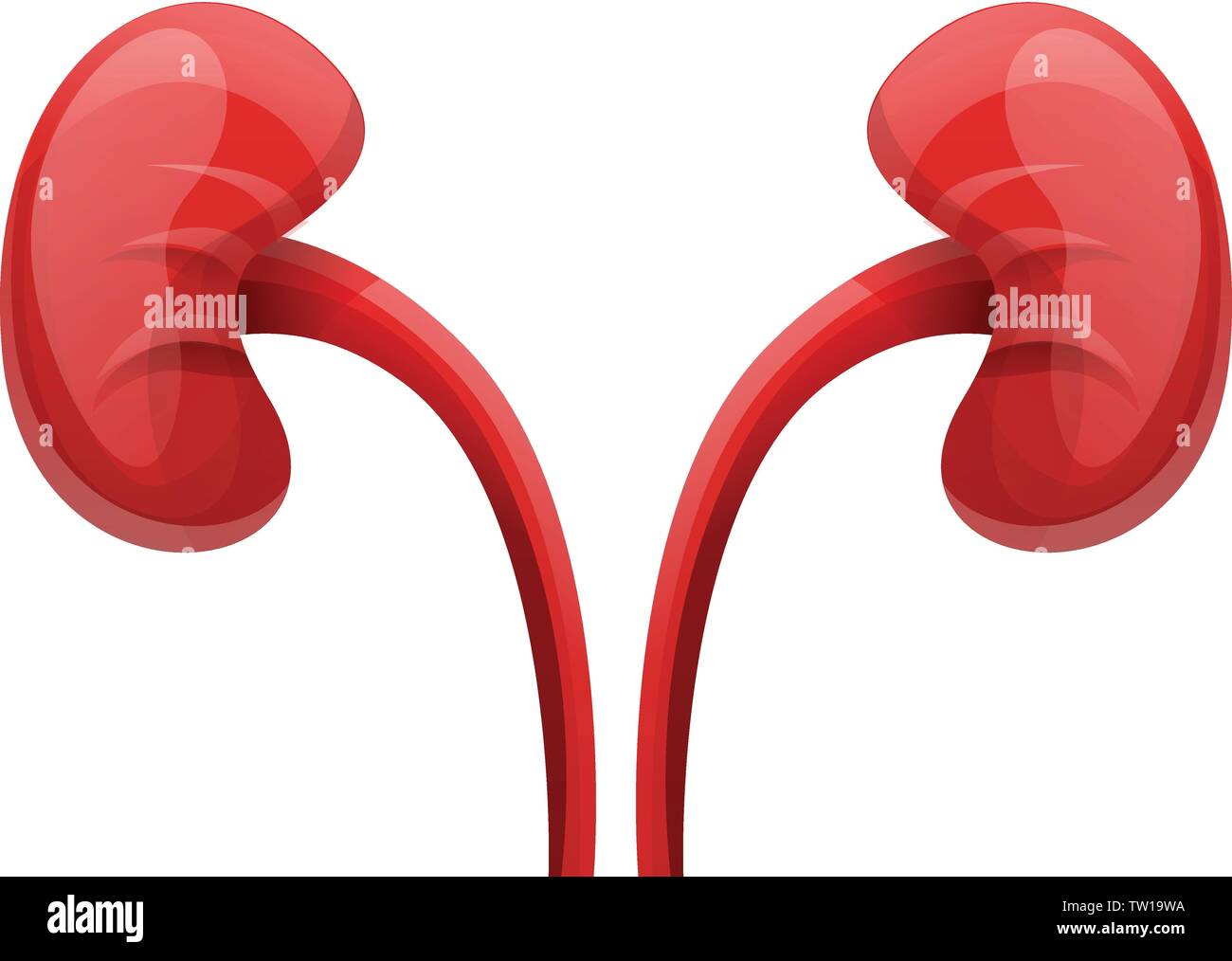 Human kidneys icon. Cartoon of human kidneys vector icon for web design isolated on white ...