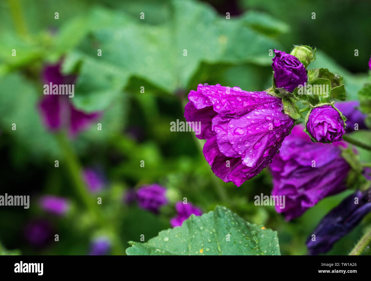 wild lavatera malva flower in pink purple with green background in ...