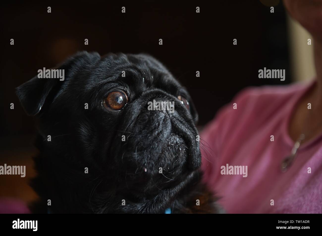 Dogs, mans best friend Stock Photo - Alamy