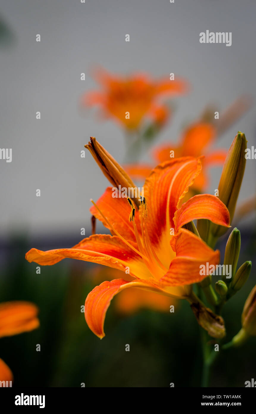 Tiger Lily Blossom Stock Photo - Alamy