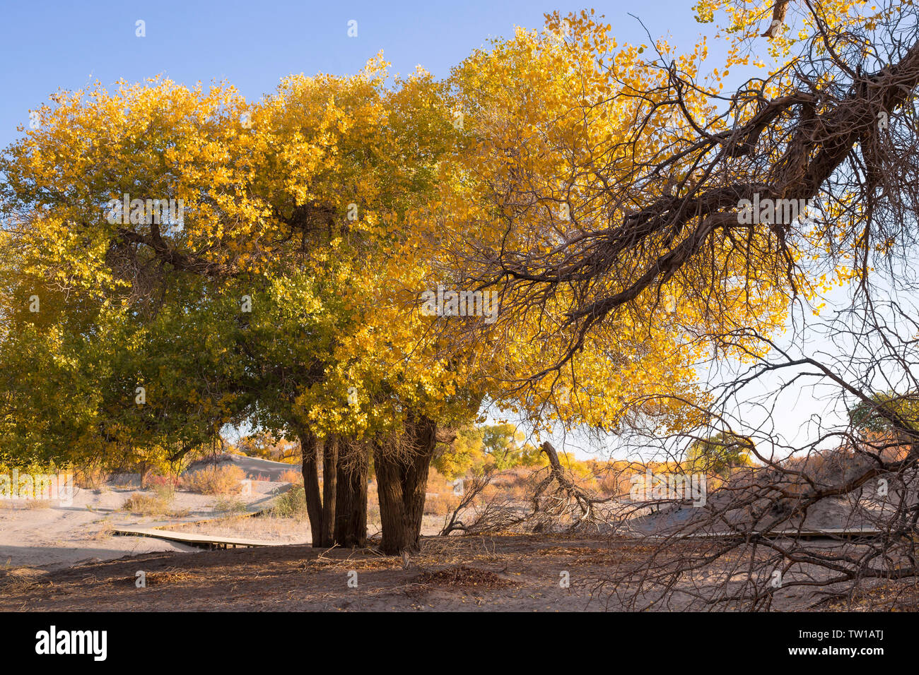 Hu yang and hu yang lin hi-res stock photography and images - Alamy