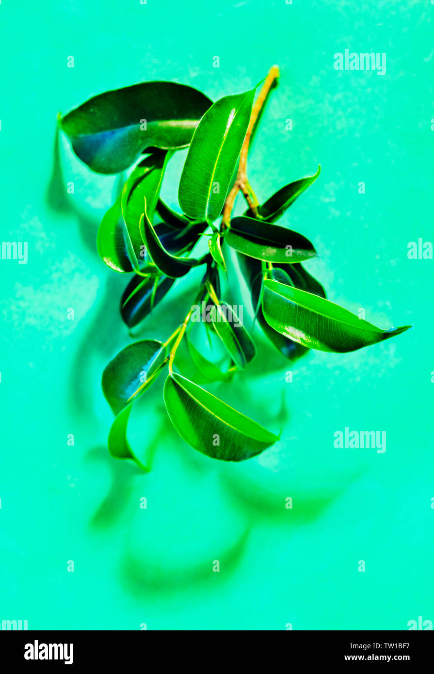 Acuminate tips hi-res stock photography and images - Alamy