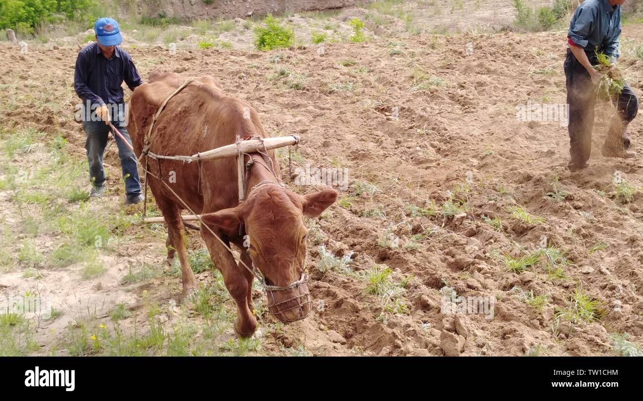 Tianshui, Gansu Province, farmers catch up to plow cattle and plow the ...