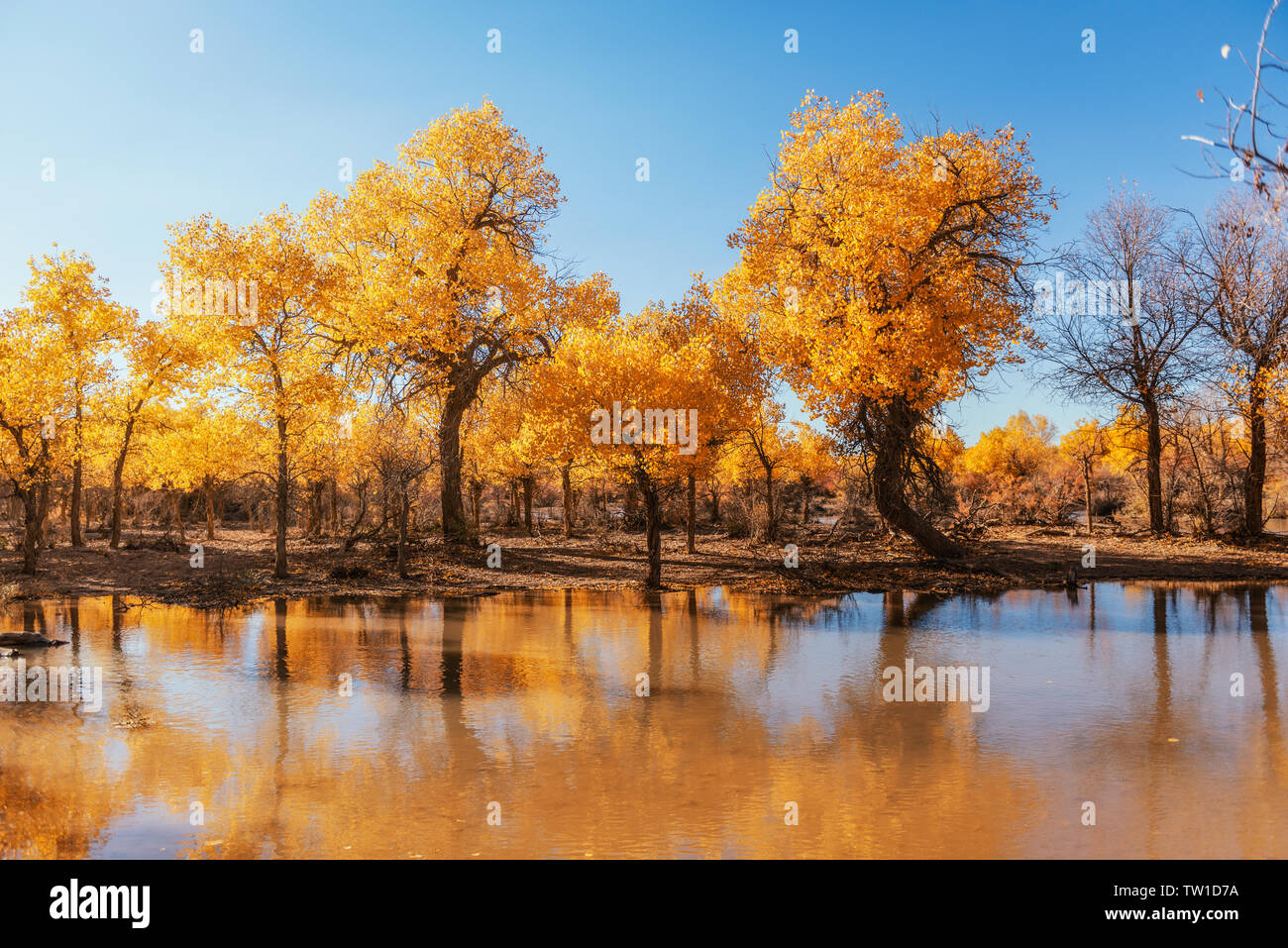 Autumn tree landscape landscape of lakes and trees reflection season ...