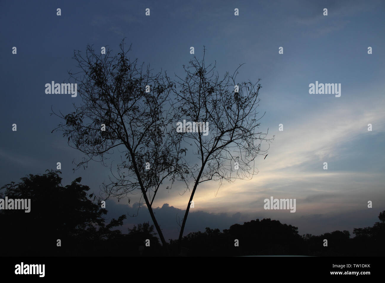 Silhouette of trees at dusk Stock Photo - Alamy
