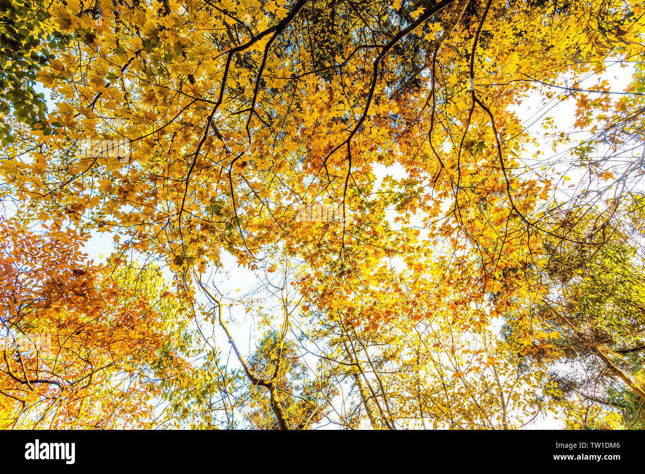 Autumn Colours in China Stock Photo - Alamy