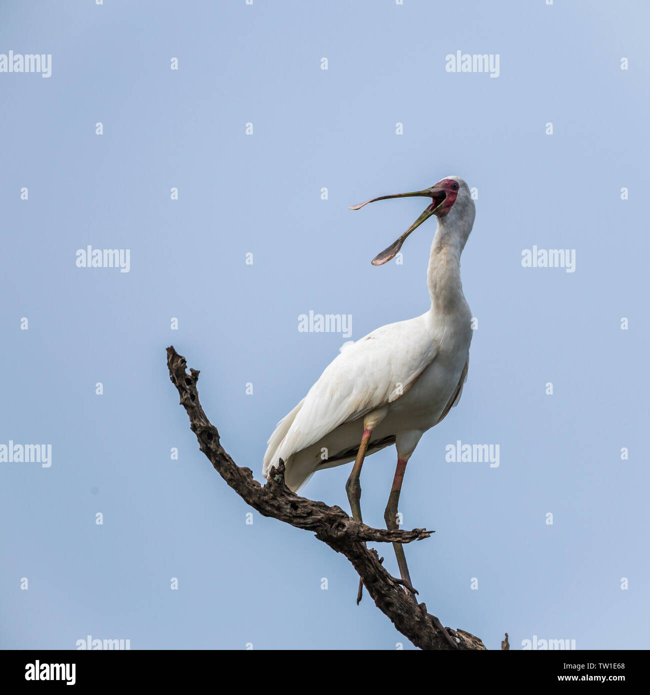 African spoonbill in Kruger National park, South Africa ; Specie ...