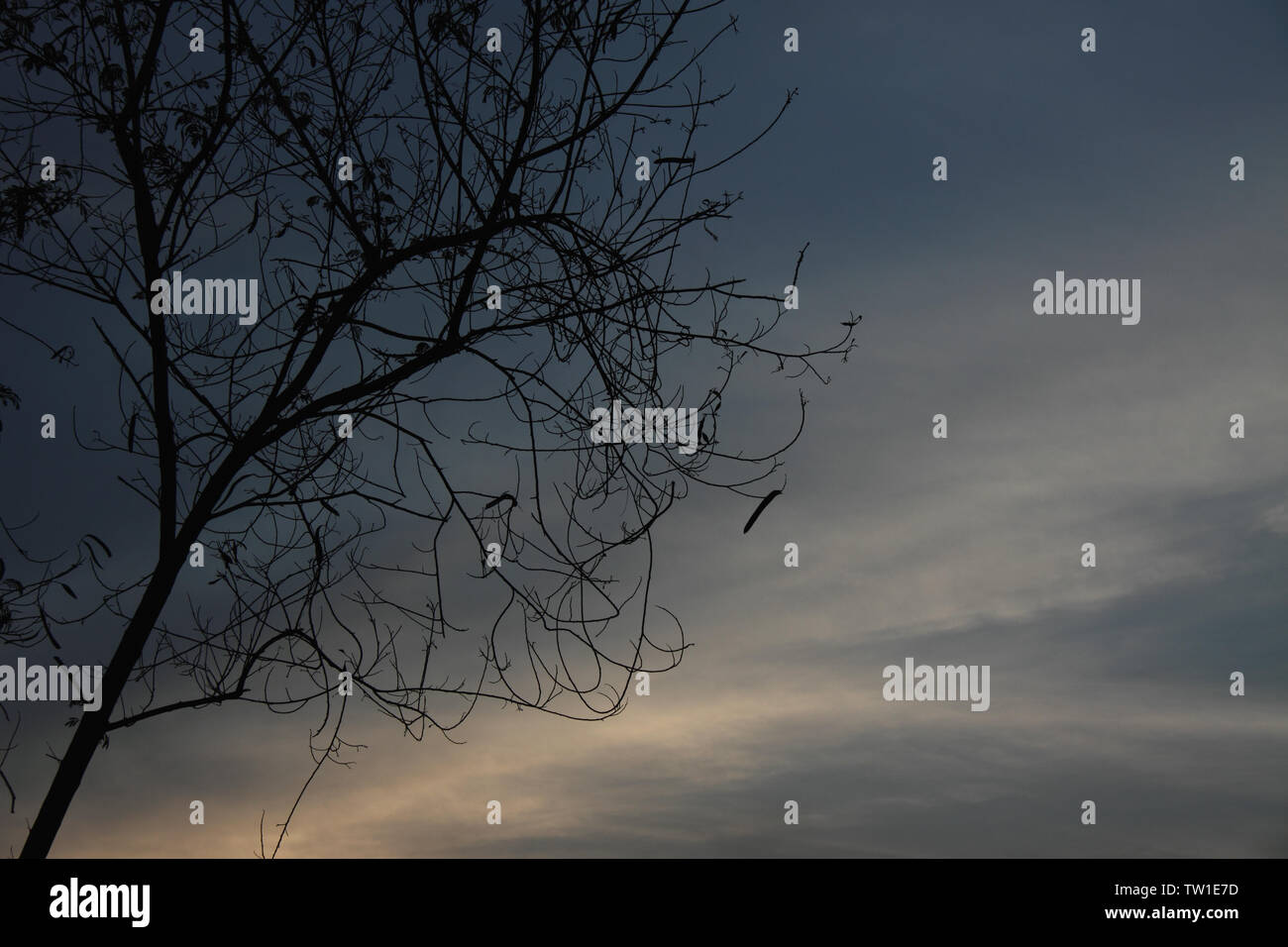 Silhouette of a tree at dusk Stock Photo - Alamy