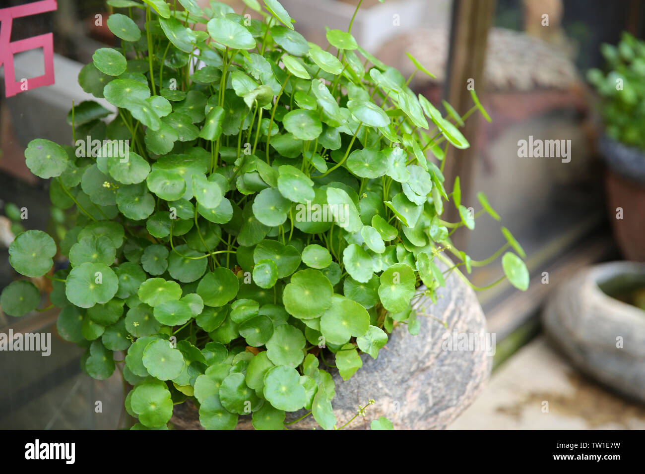 Gold, grass, coins, grass, mirror grass, copper money grass Stock Photo ...