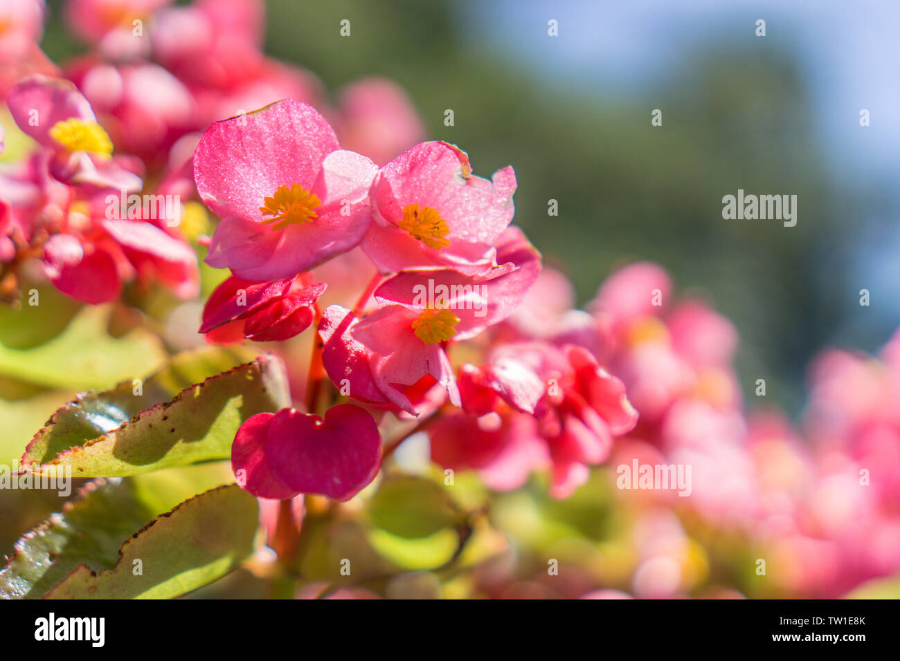 Begonia photos hi-res stock photography and images - Alamy