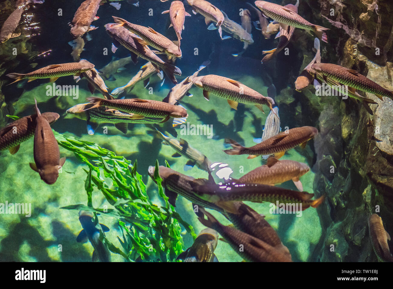 aquarium colourfull fishes in dark deep blue water Stock Photo - Alamy