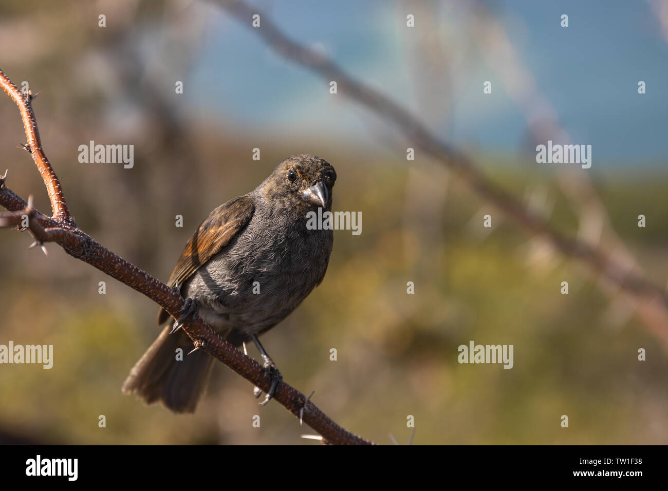 Beautiful bird photography hi-res stock photography and images - Alamy