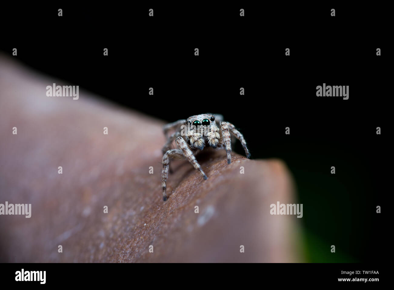 Tiger spiders hi-res stock photography and images - Alamy
