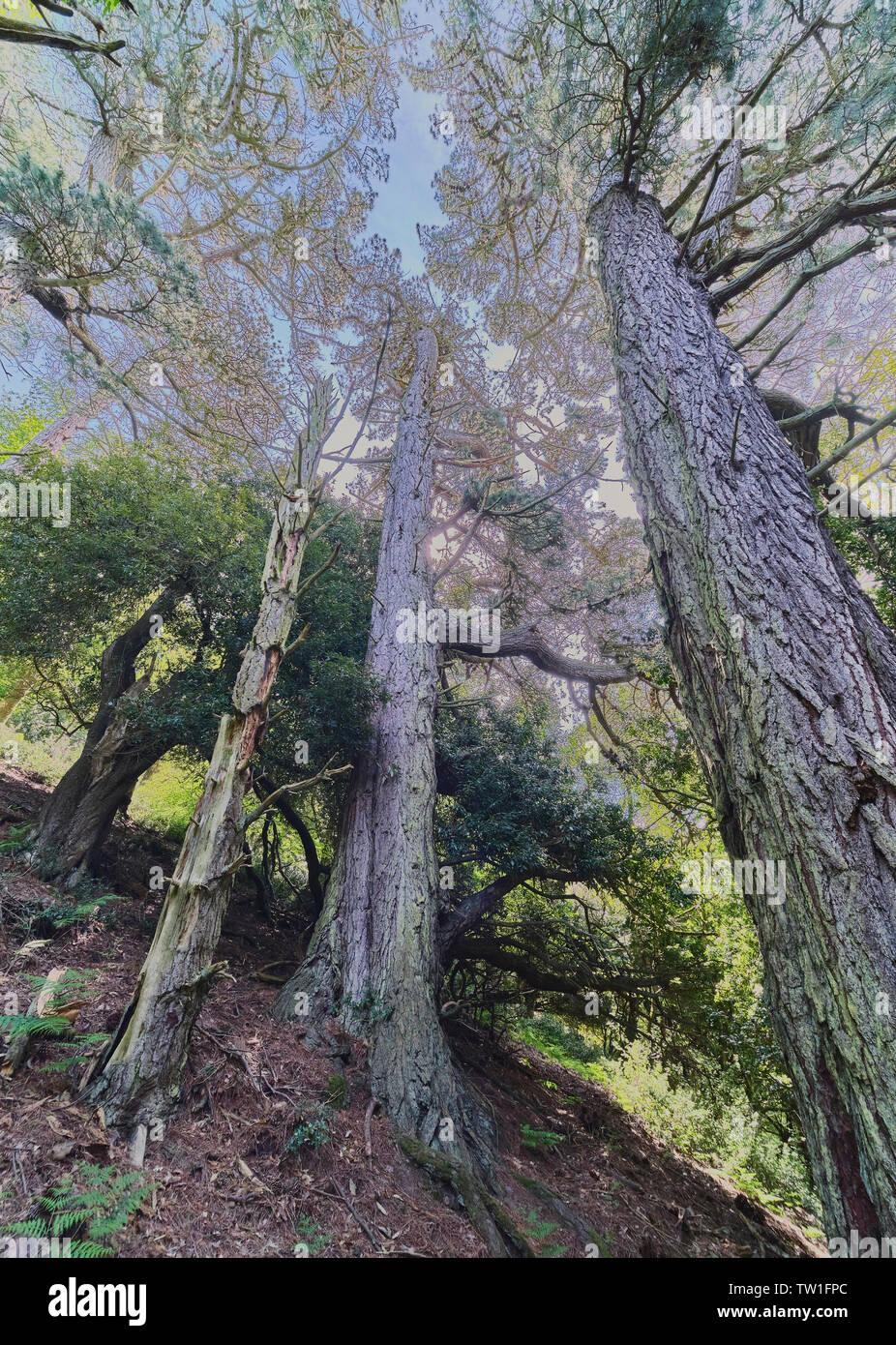 Tall trees perspective view looking up Stock Photo - Alamy