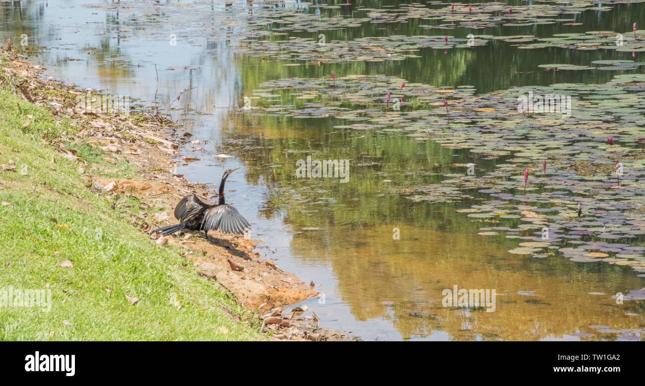 Australasian darter bird on lake waterfront with drying it's spread ...