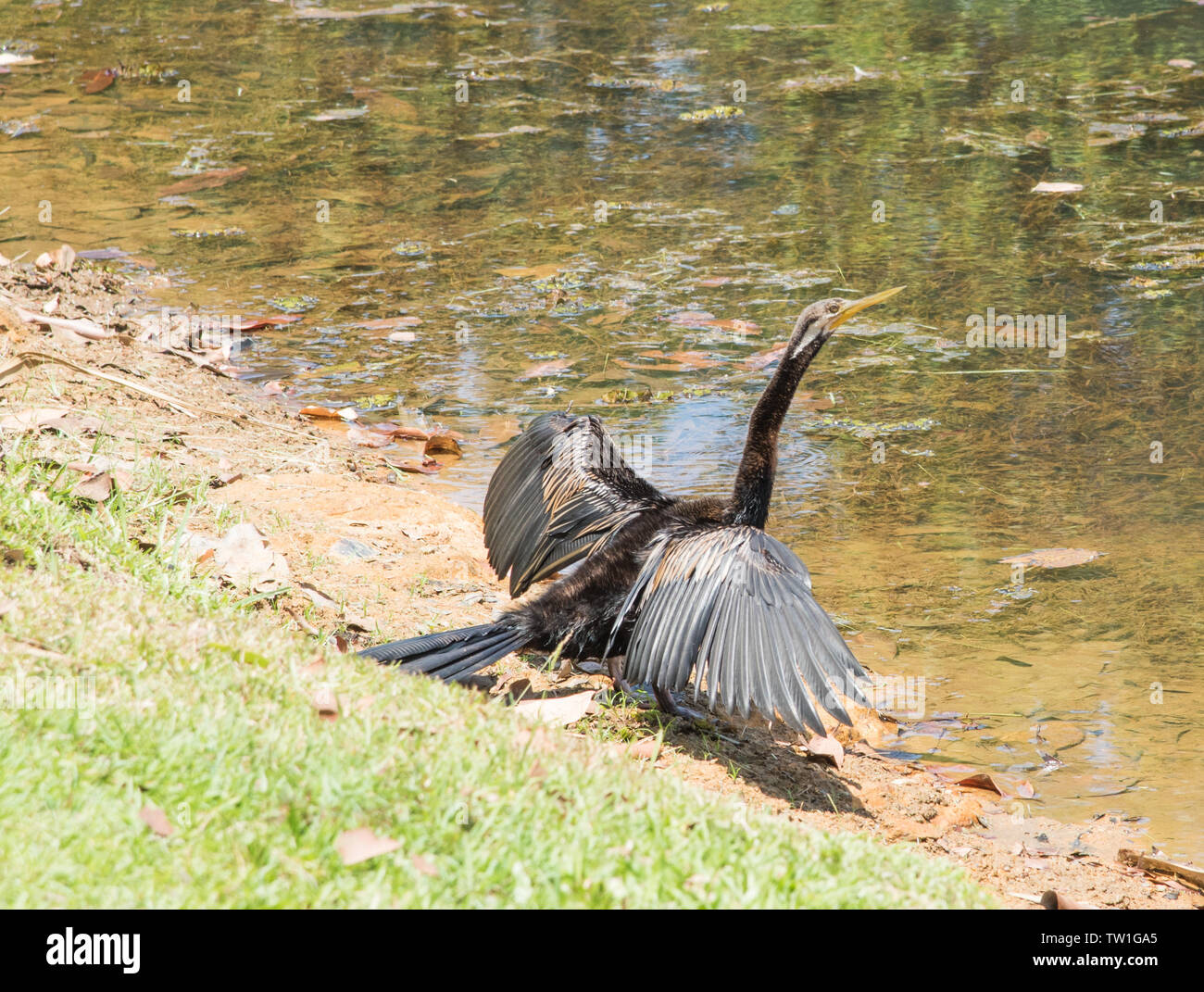 Australian snake bird hi-res stock photography and images - Alamy