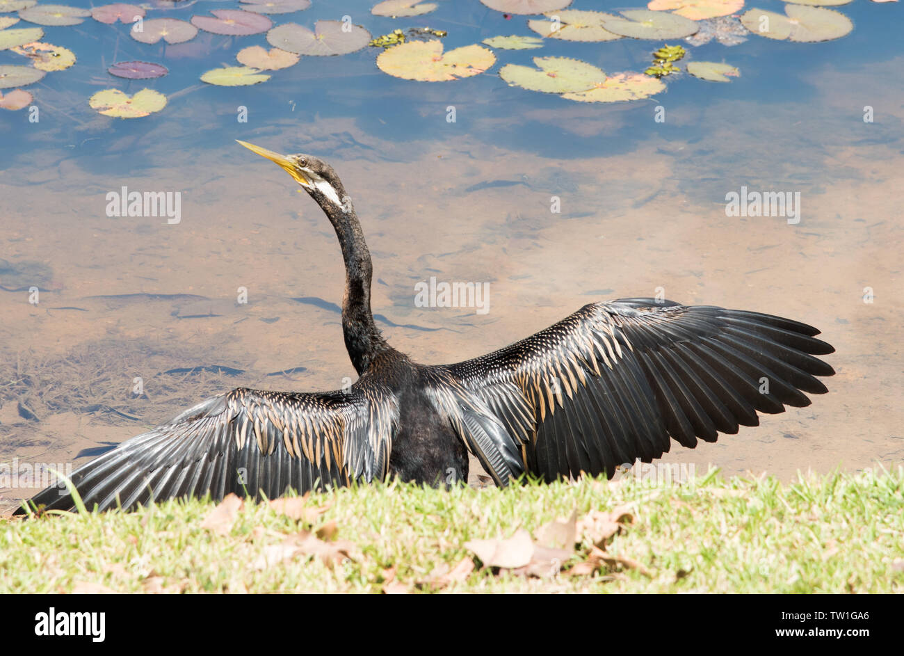 Australasian darter bird on lake waterfront with drying it's spread ...