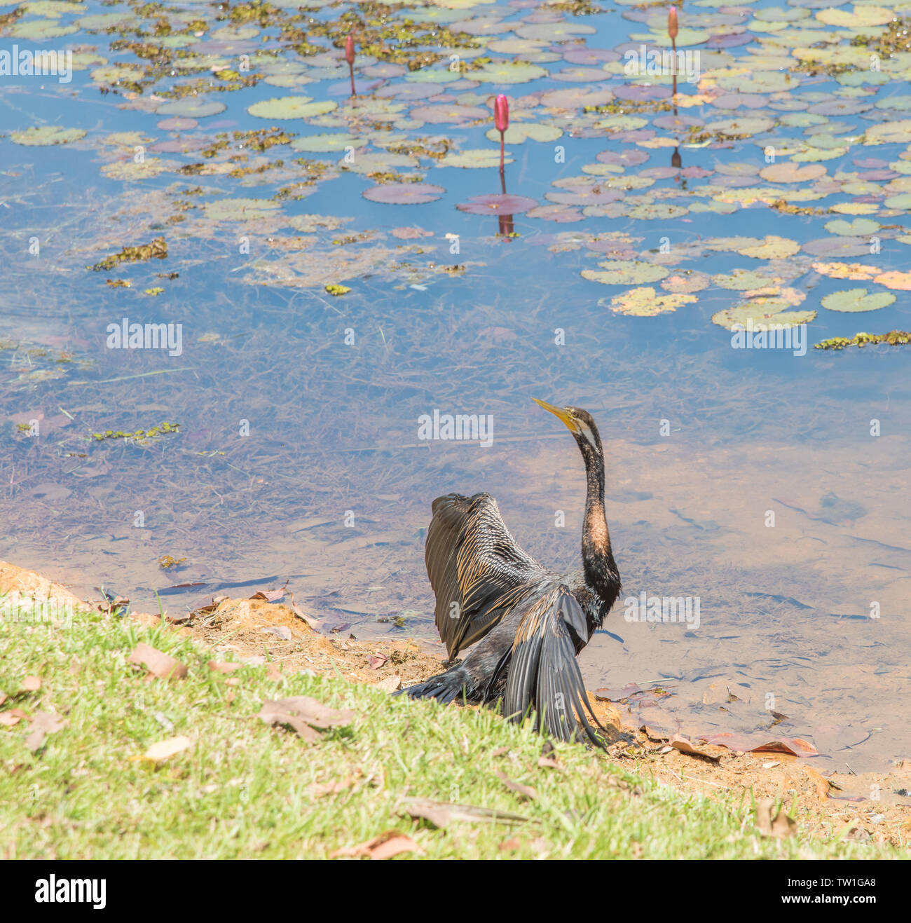 Australasian darter bird on lake waterfront with drying it's spread ...