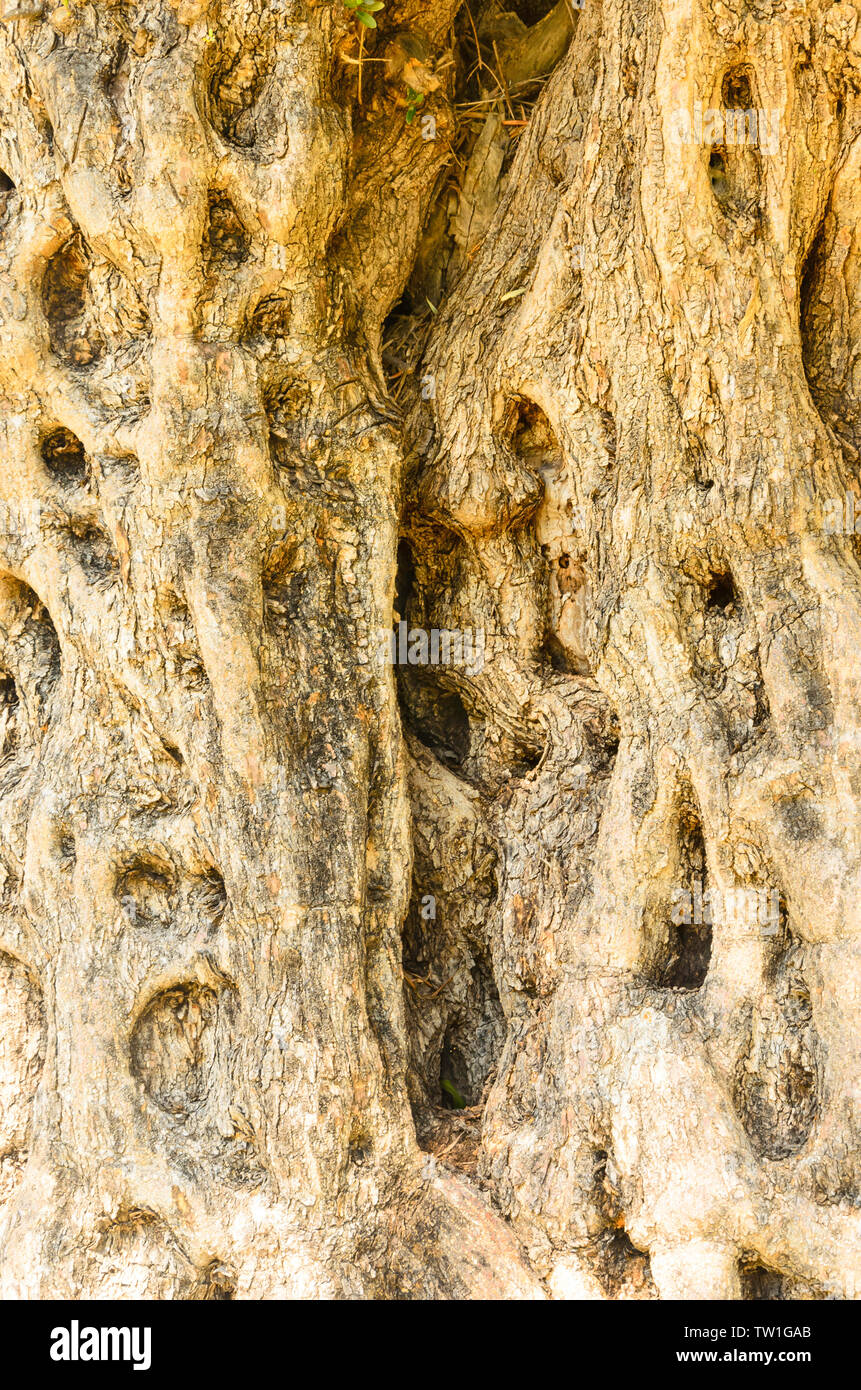 Detail of trunk bark of olive tree Stock Photo - Alamy