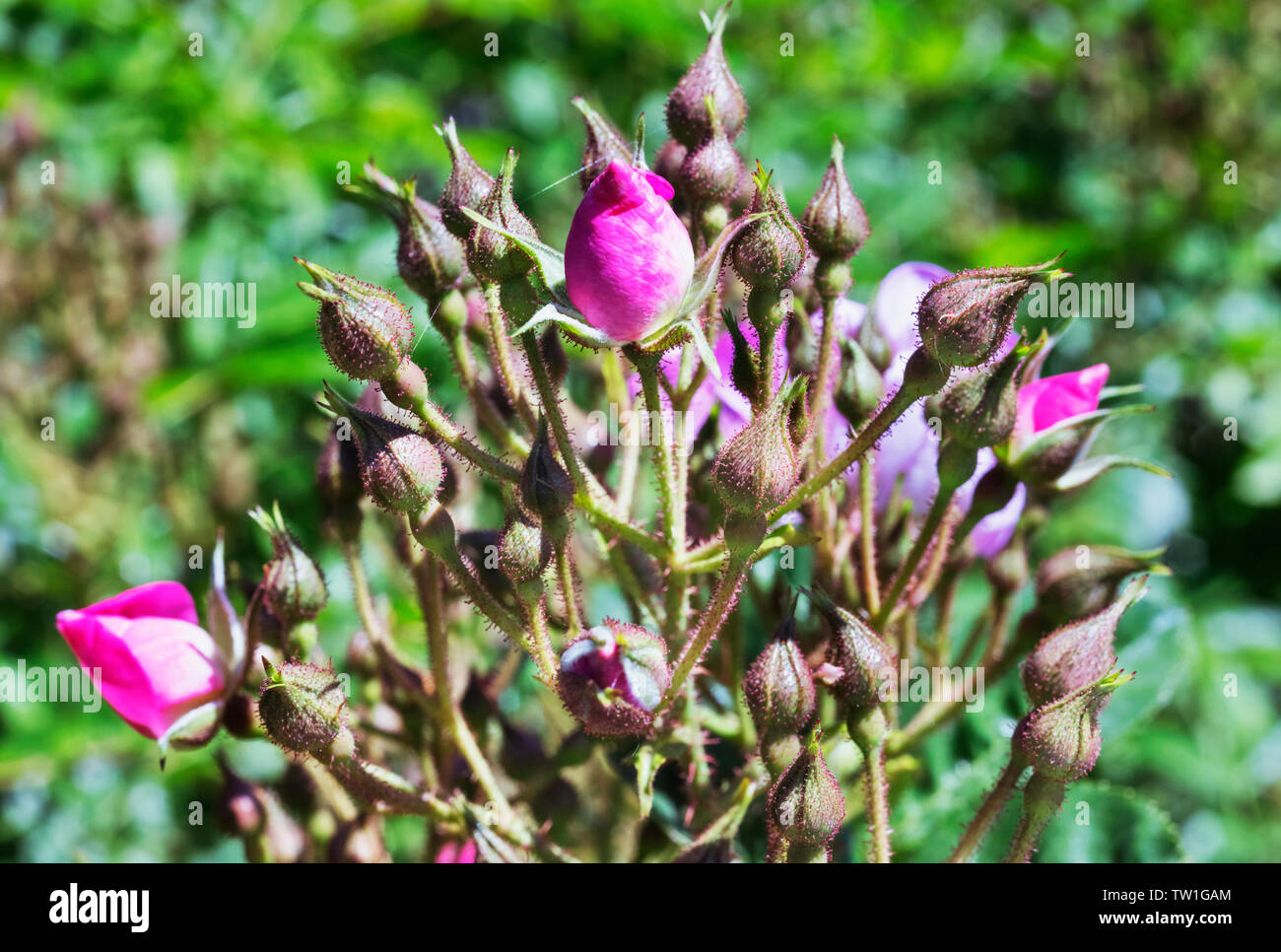 Beautiful pink rosebuds in hi-res stock photography and images - Alamy