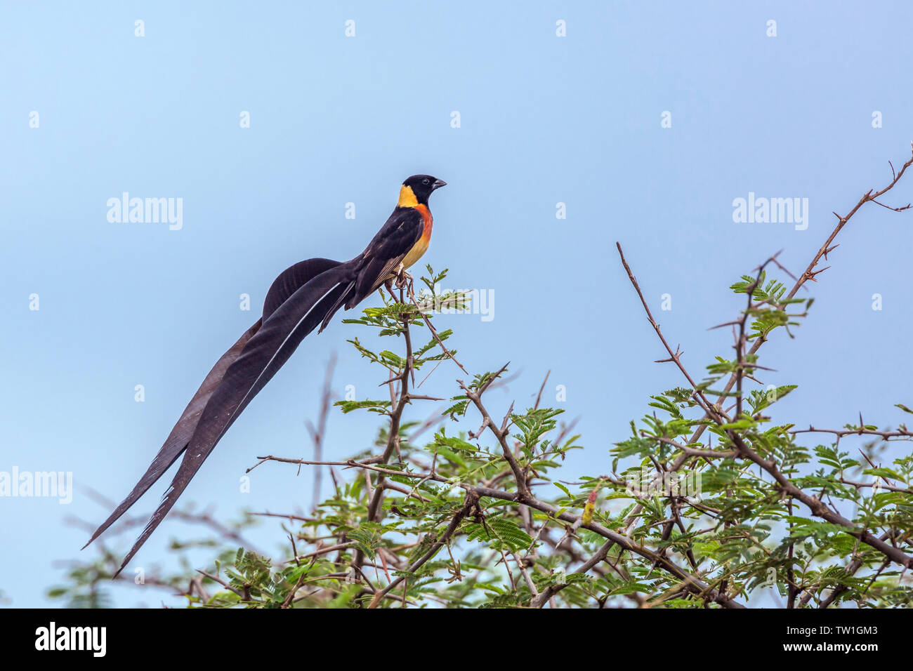 Eastern Paradise-Whydah isolated in blue sky in Kruger National park ...