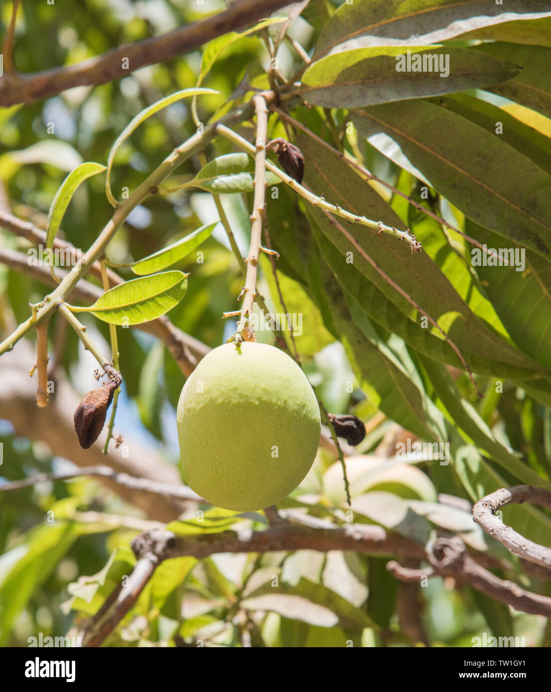 Tropical mango fruit on native tree in the Northern Territory of ...
