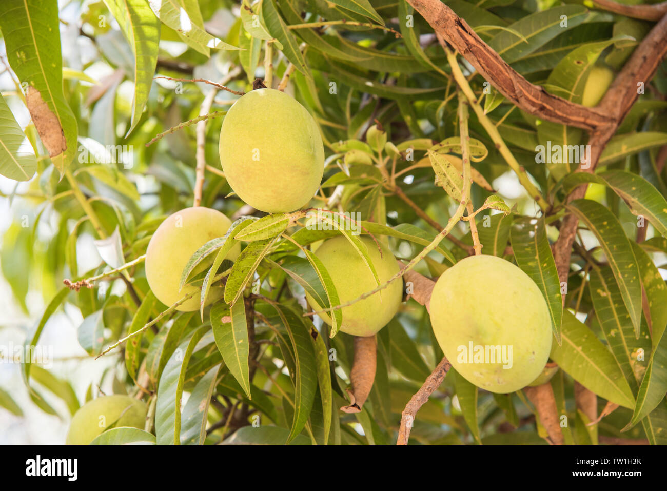 Tropical mango fruit on native tree in the Northern Territory of ...
