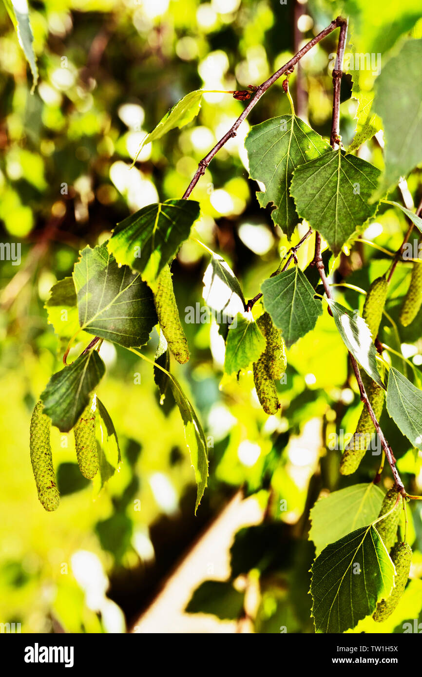 Beautiful birch branch with green leaves and catkins also called aments ...