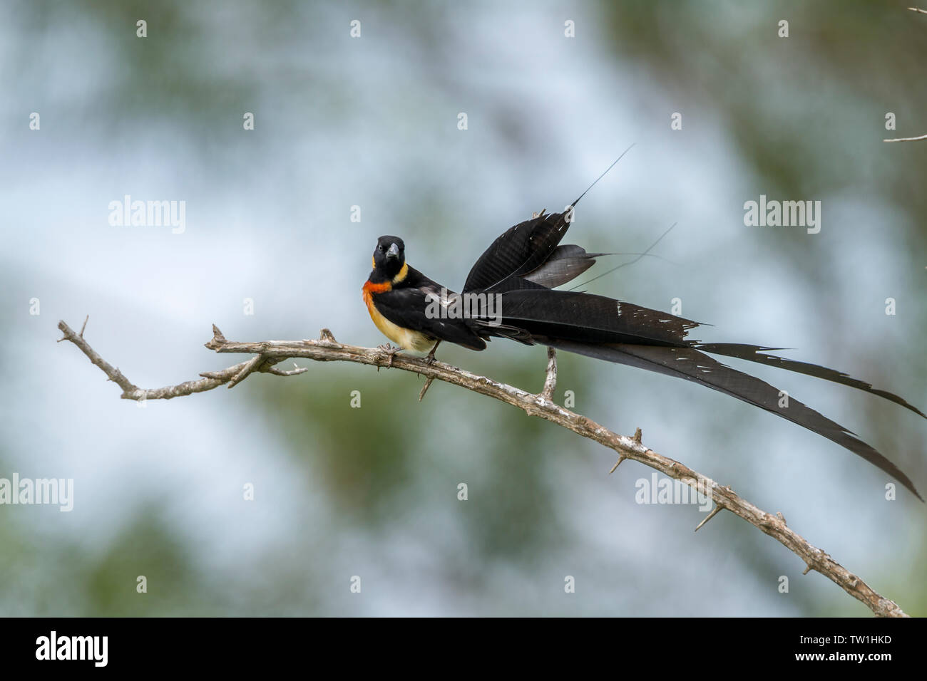 Eastern Paradise-Whydah in Kruger National park, South Africa ; Specie ...