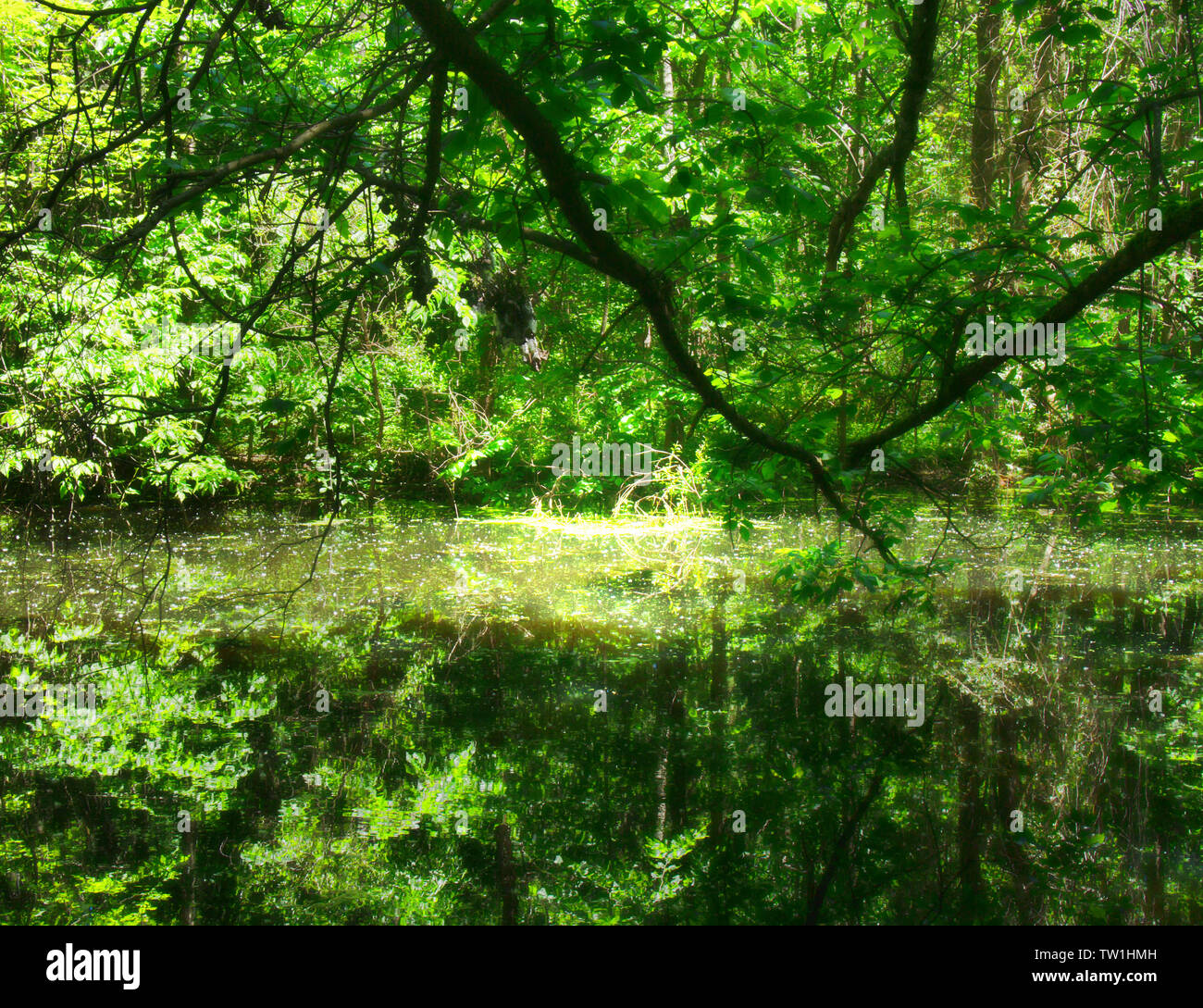 Swamp in a forest in spring Stock Photo - Alamy