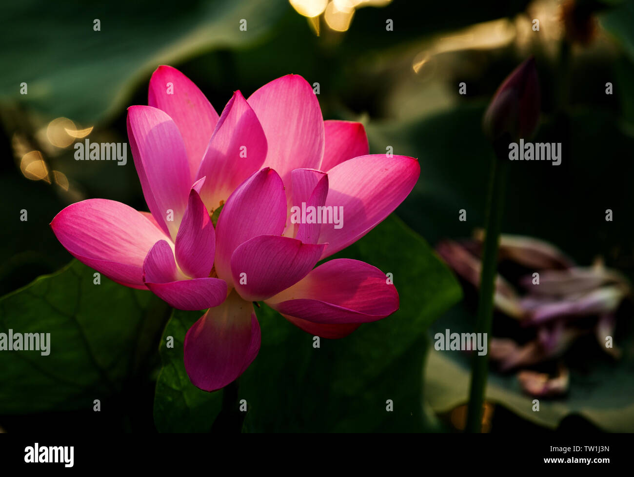 Ponds and tropical summer petals hi-res stock photography and images ...