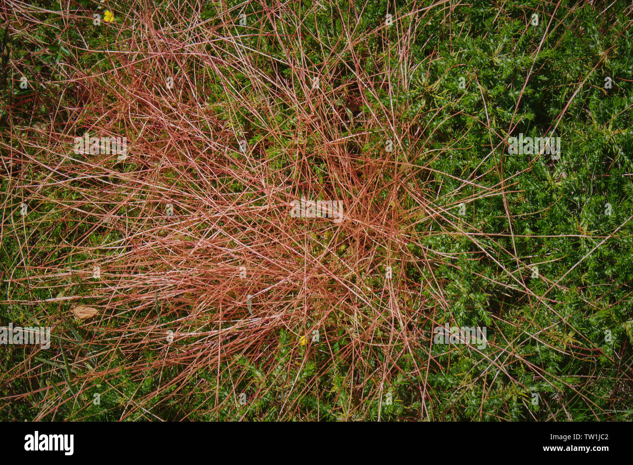 Red dodder hi-res stock photography and images - Alamy