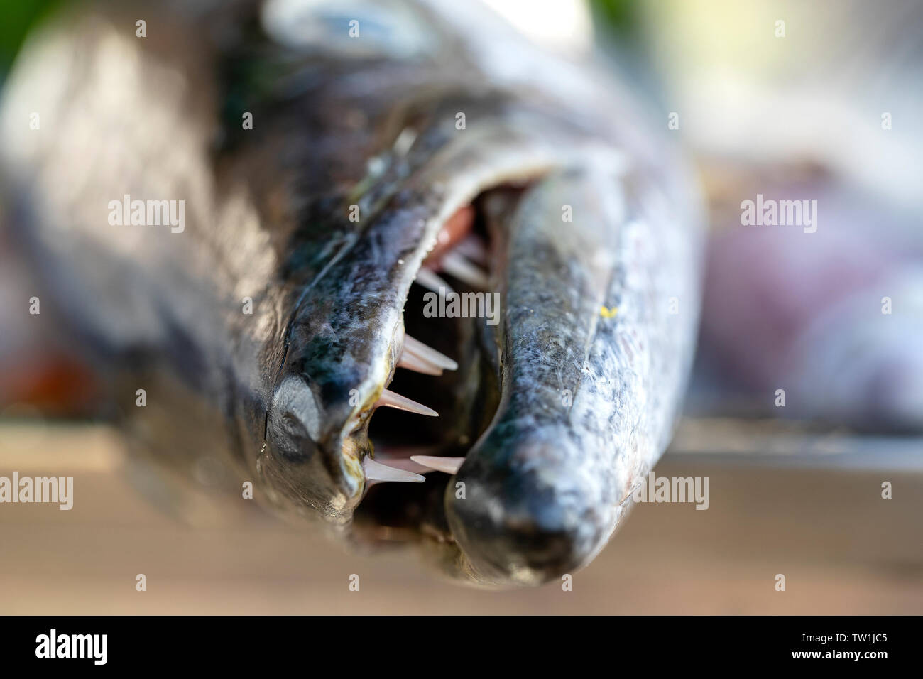 Fresh barracuda fish market hi-res stock photography and images - Alamy
