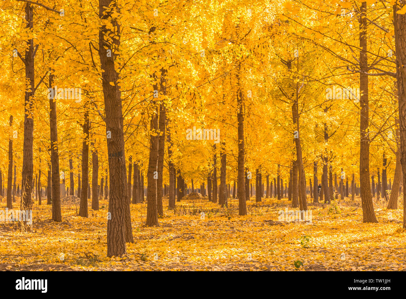 Ginkgo forest hi-res stock photography and images - Alamy