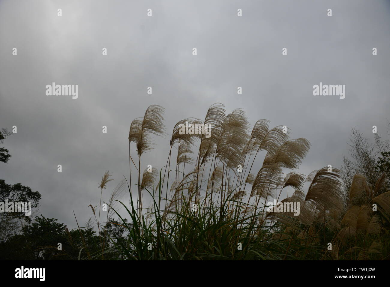 Floating in the wind Stock Photo - Alamy