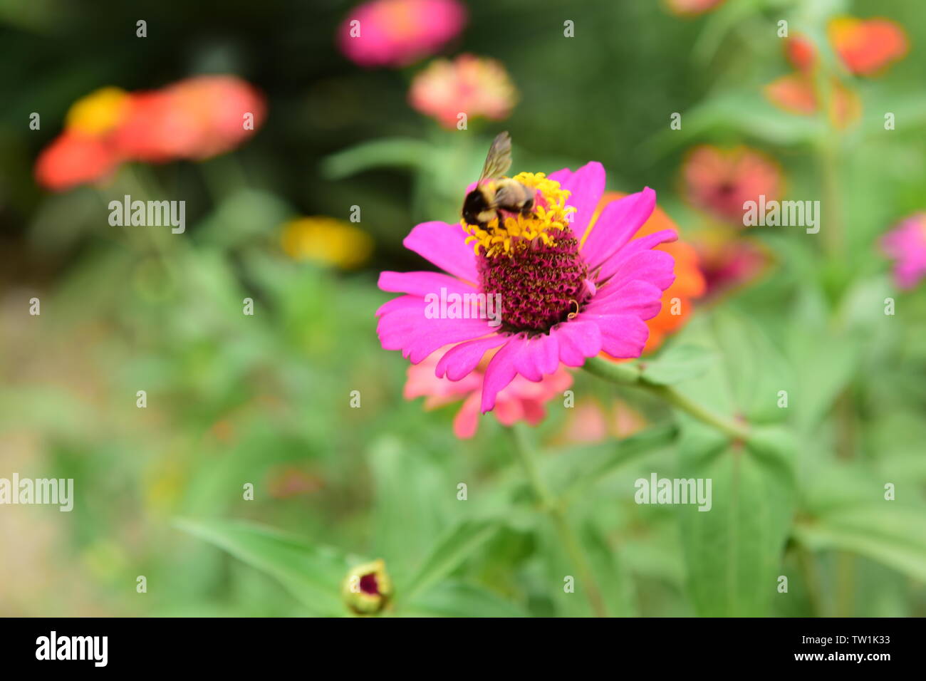 100 petals flower hi-res stock photography and images - Alamy