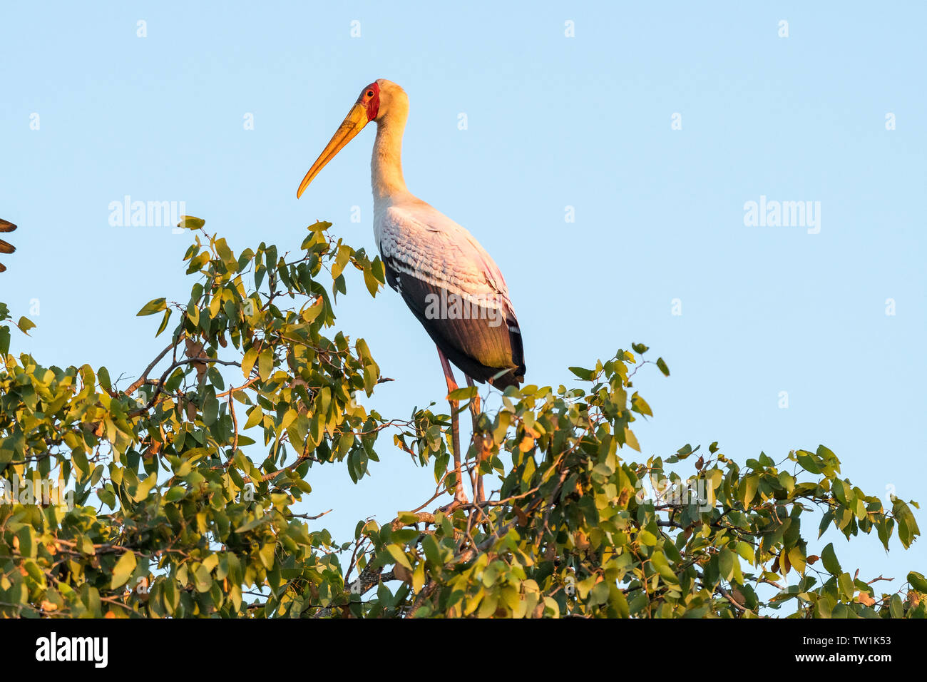 Side view of a yellow-billed stork, Mycteria ibis, in a mopani tree ...