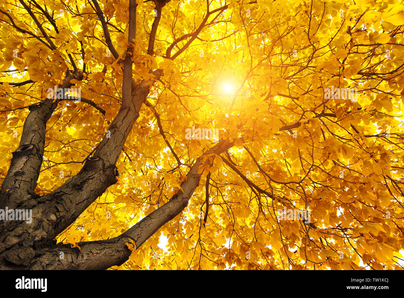 Under big autumn tree. Nature composition Stock Photo - Alamy